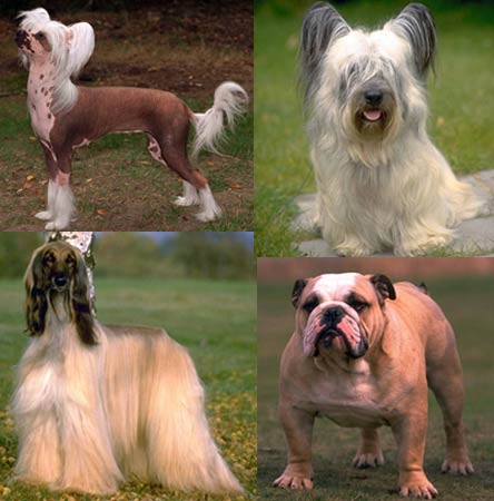 Perros raza - Imagui